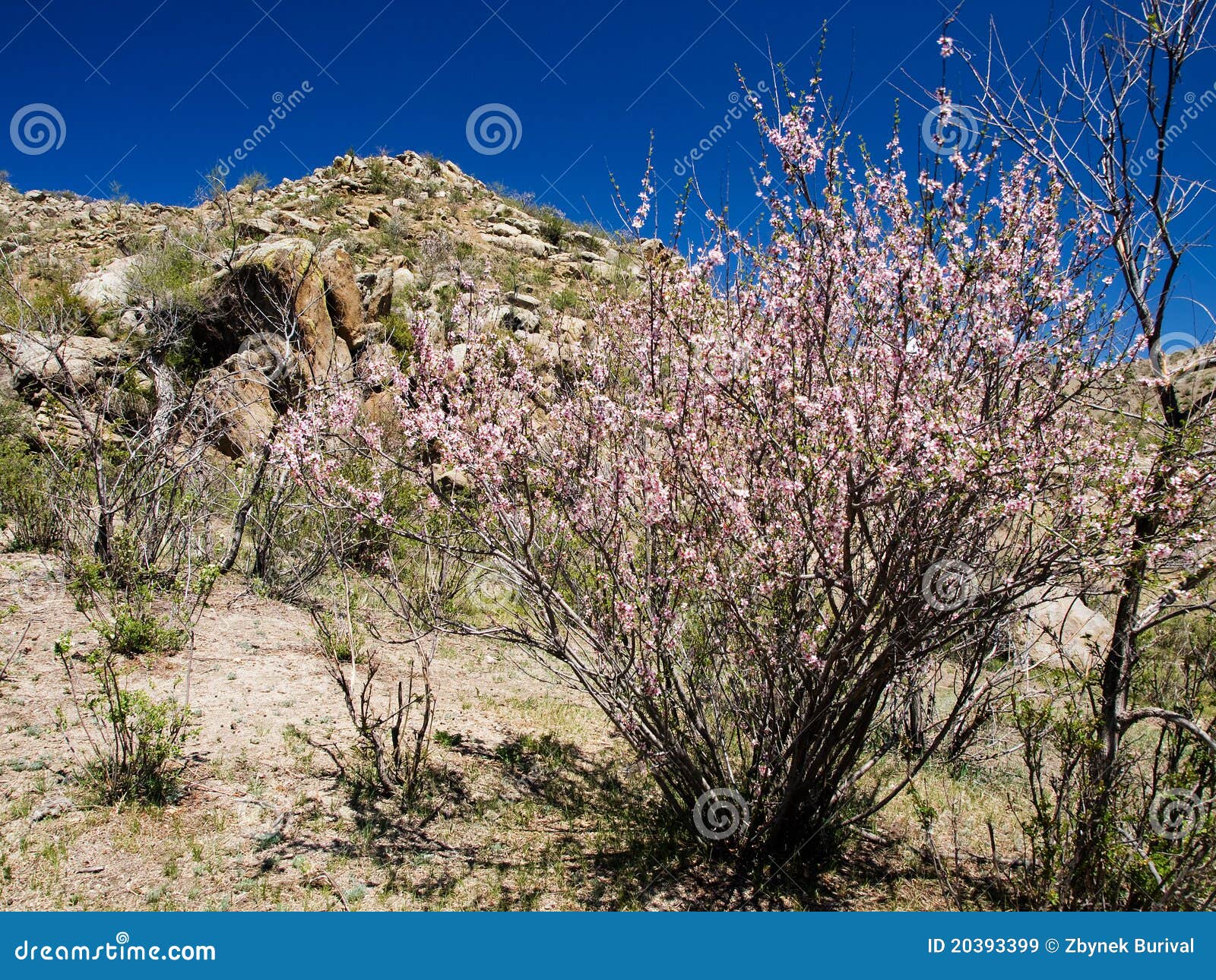 Spring in the desert stock image. Image of cliff, arid - 20393399