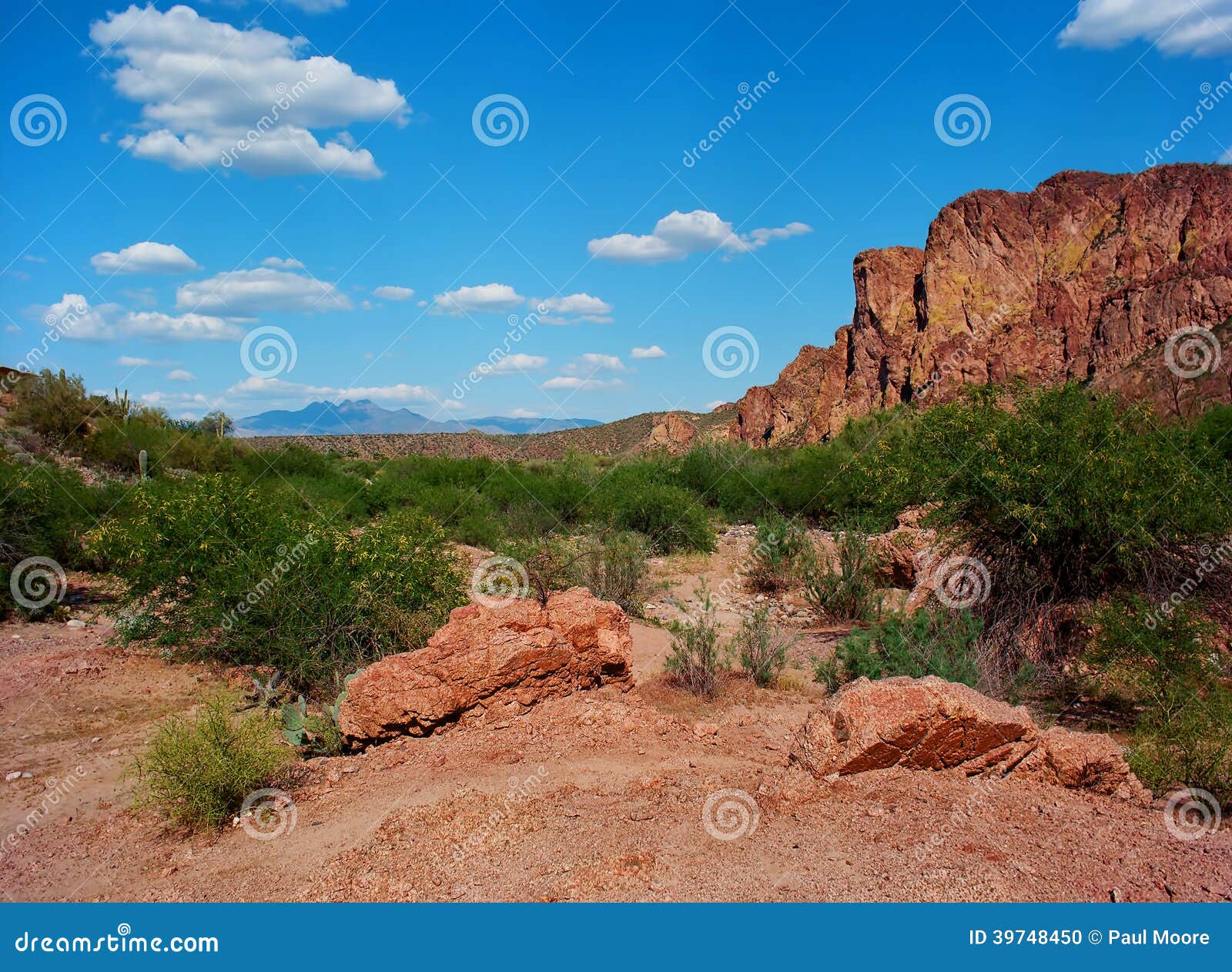 Spring in the Desert stock photo. Image of bright, black - 39748450