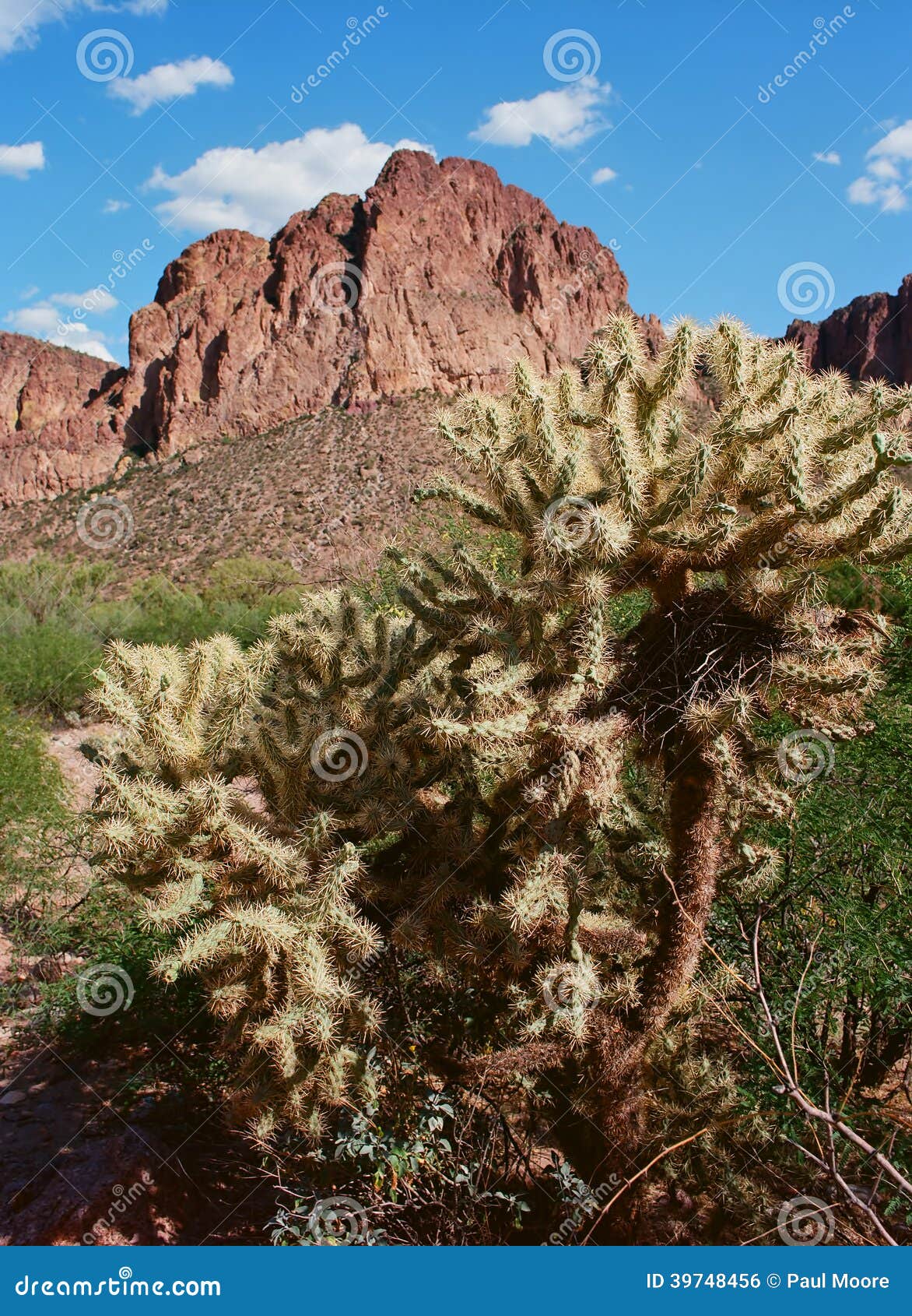 Spring in the Desert stock photo. Image of outstanding - 39748456
