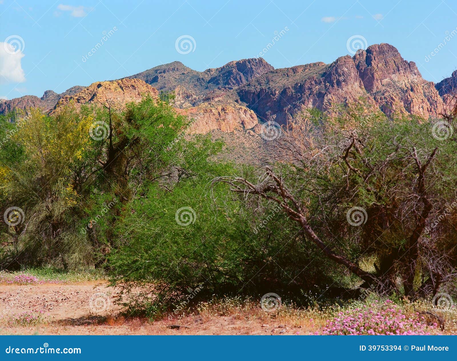 Spring in the Desert stock photo. Image of yucca, cereus - 39753394