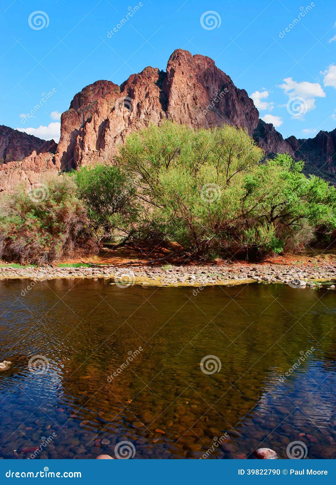 Spring in the Desert stock photo. Image of southwestern - 39822790