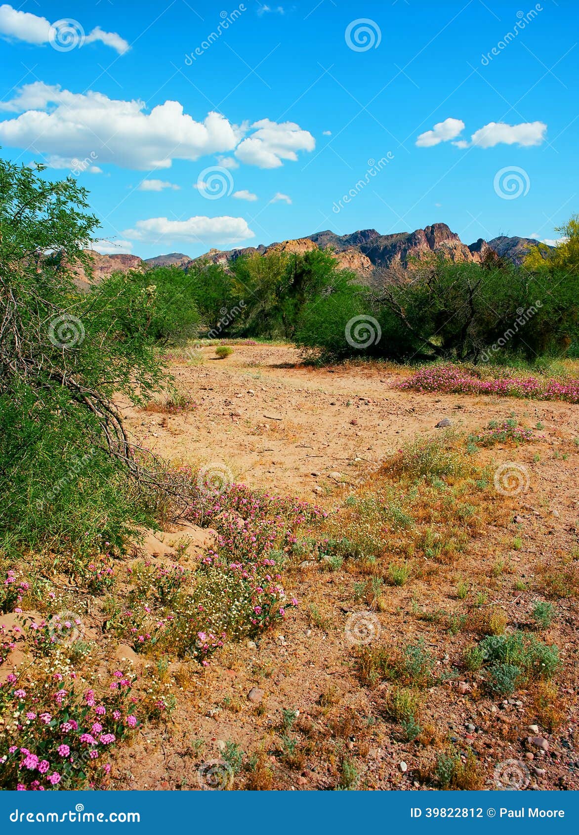 Spring in the Desert stock photo. Image of stately, southwestern - 39822812
