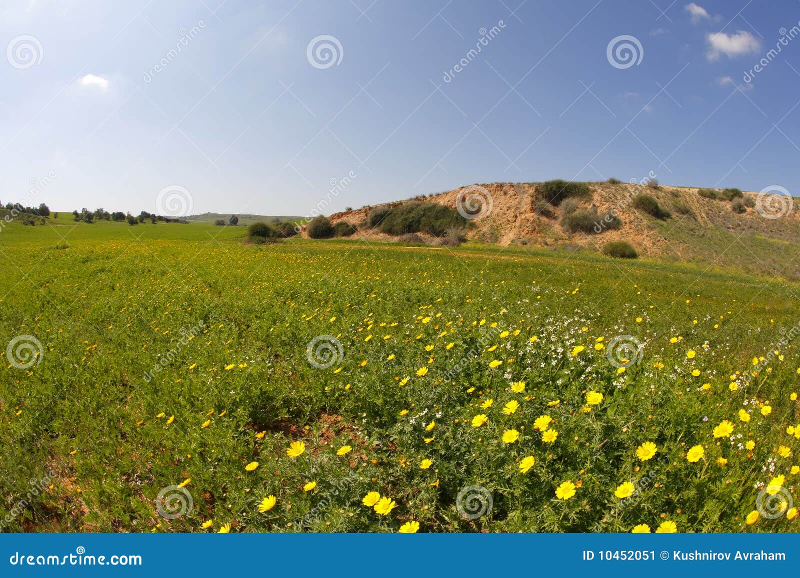 Spring in Desert. a Grass and Flowers Stock Image - Image of hill ...