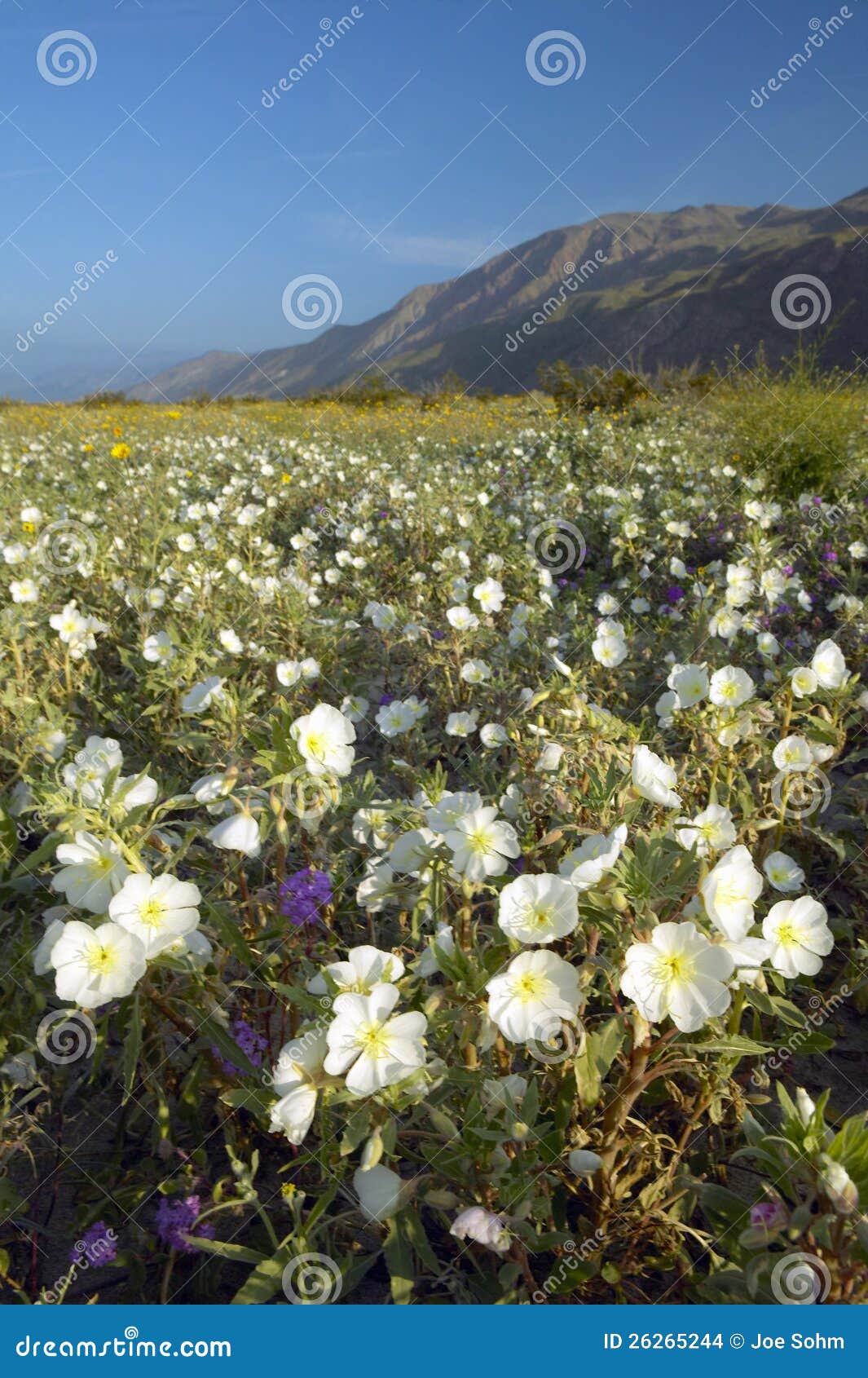 Spring Desert Lilies In Field Off Of Henderson Road In Anza-Borrego ...