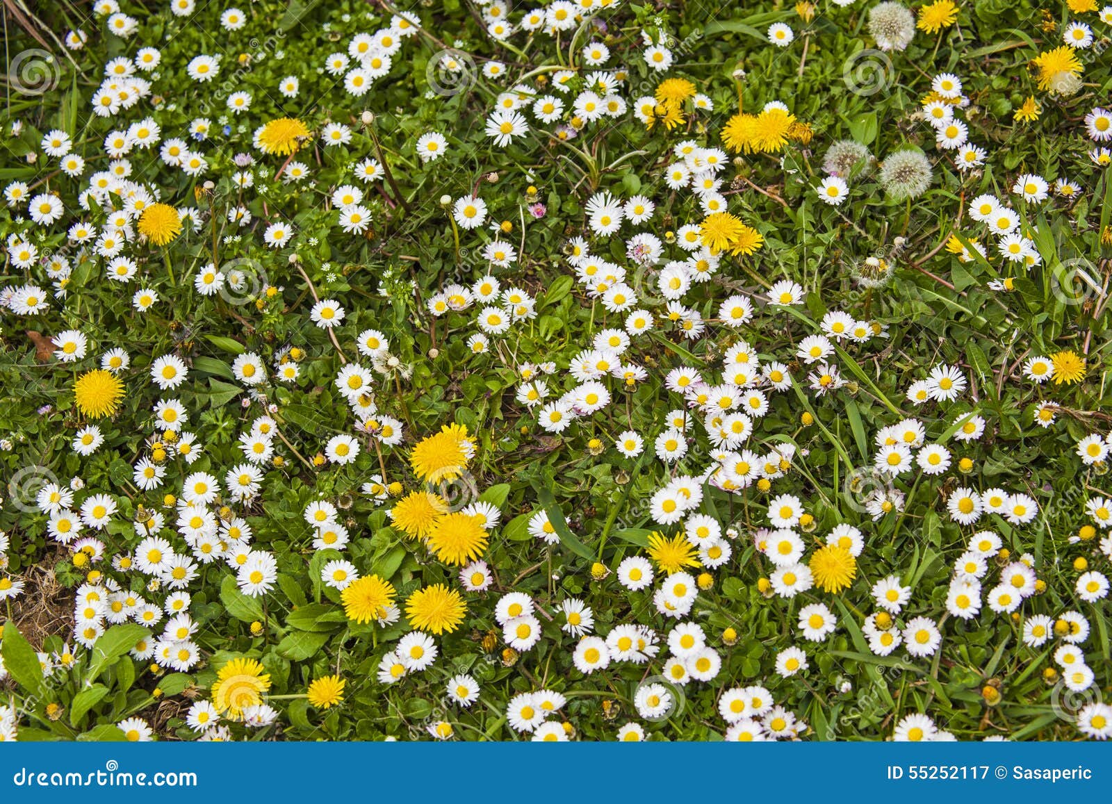 Spring Detail of Flowery Meadow Stock Image - Image of land, season ...