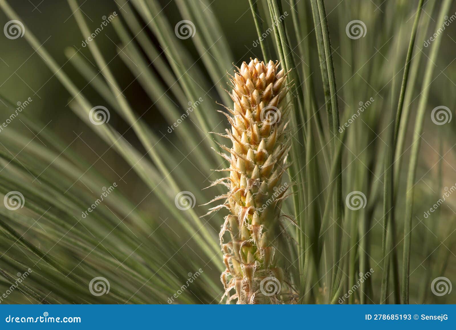 A Young, Pine Shoot Growing in the Spring. Stock Image - Image of ...