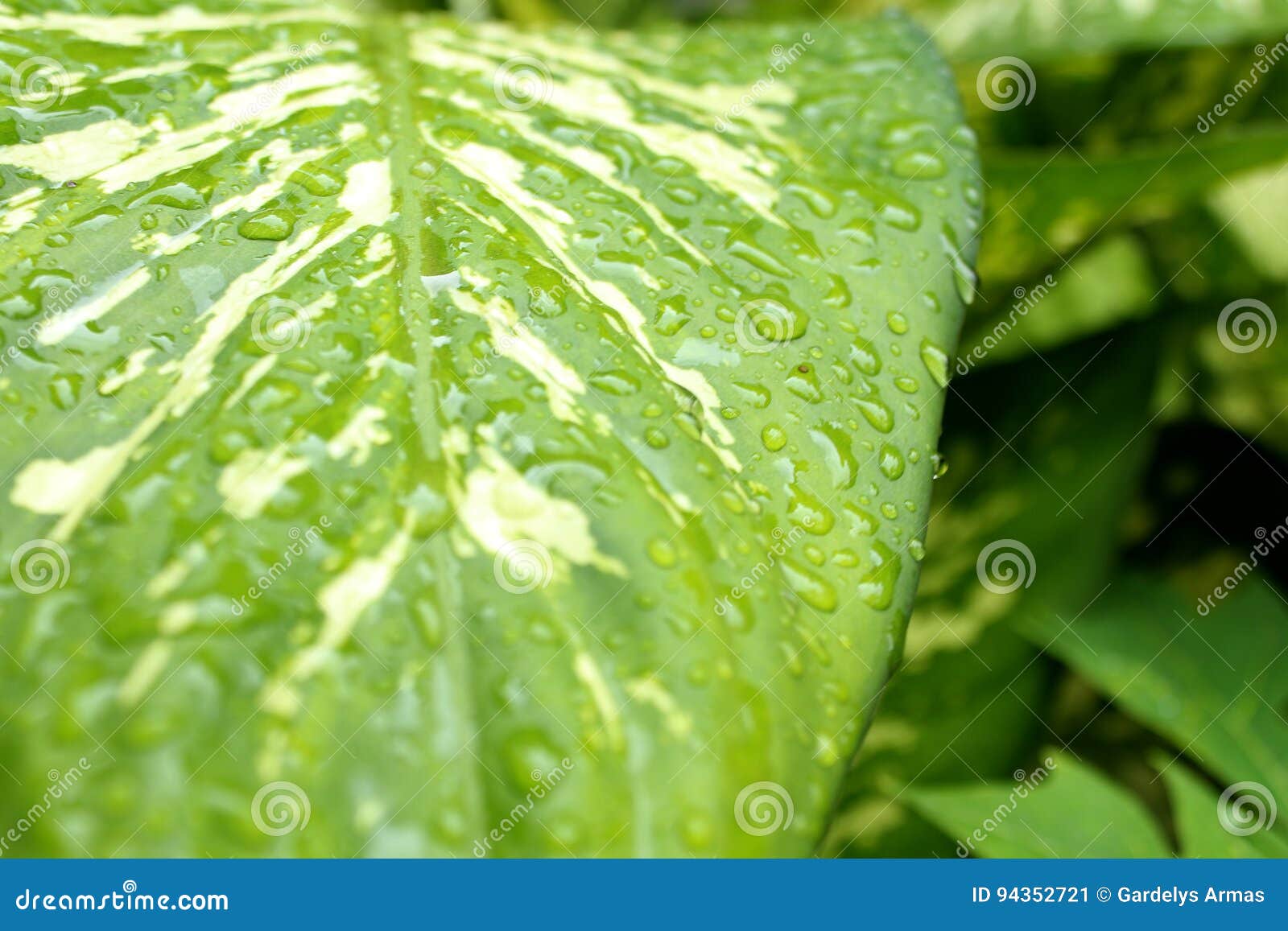 Spring dew stock image. Image of fragile, grass, peace - 94352721