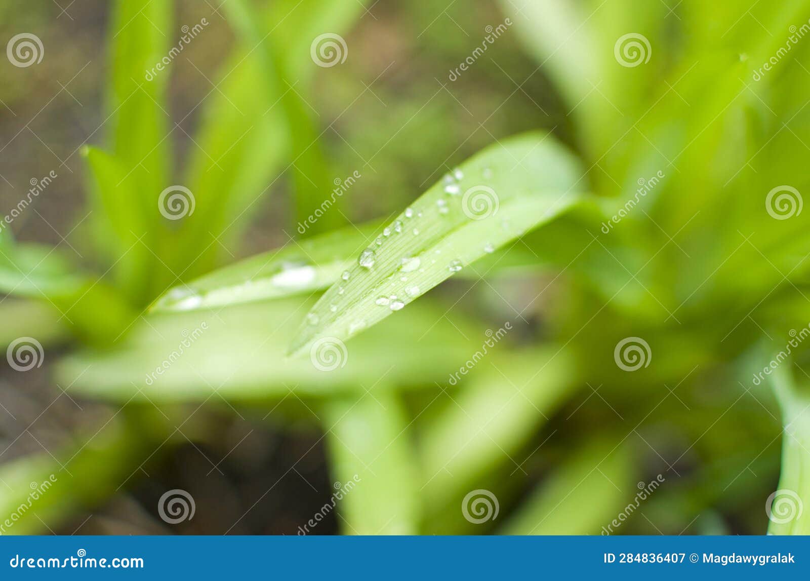 Spring dew on young leaves stock image. Image of aqua - 284836407