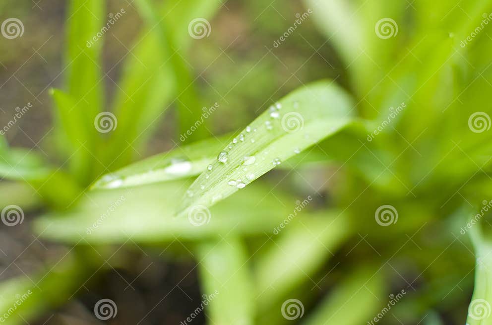Spring dew on young leaves stock image. Image of aqua - 284836407