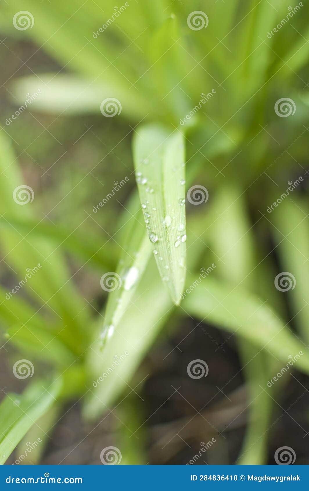 Spring dew on young leaves stock photo. Image of purity - 284836410