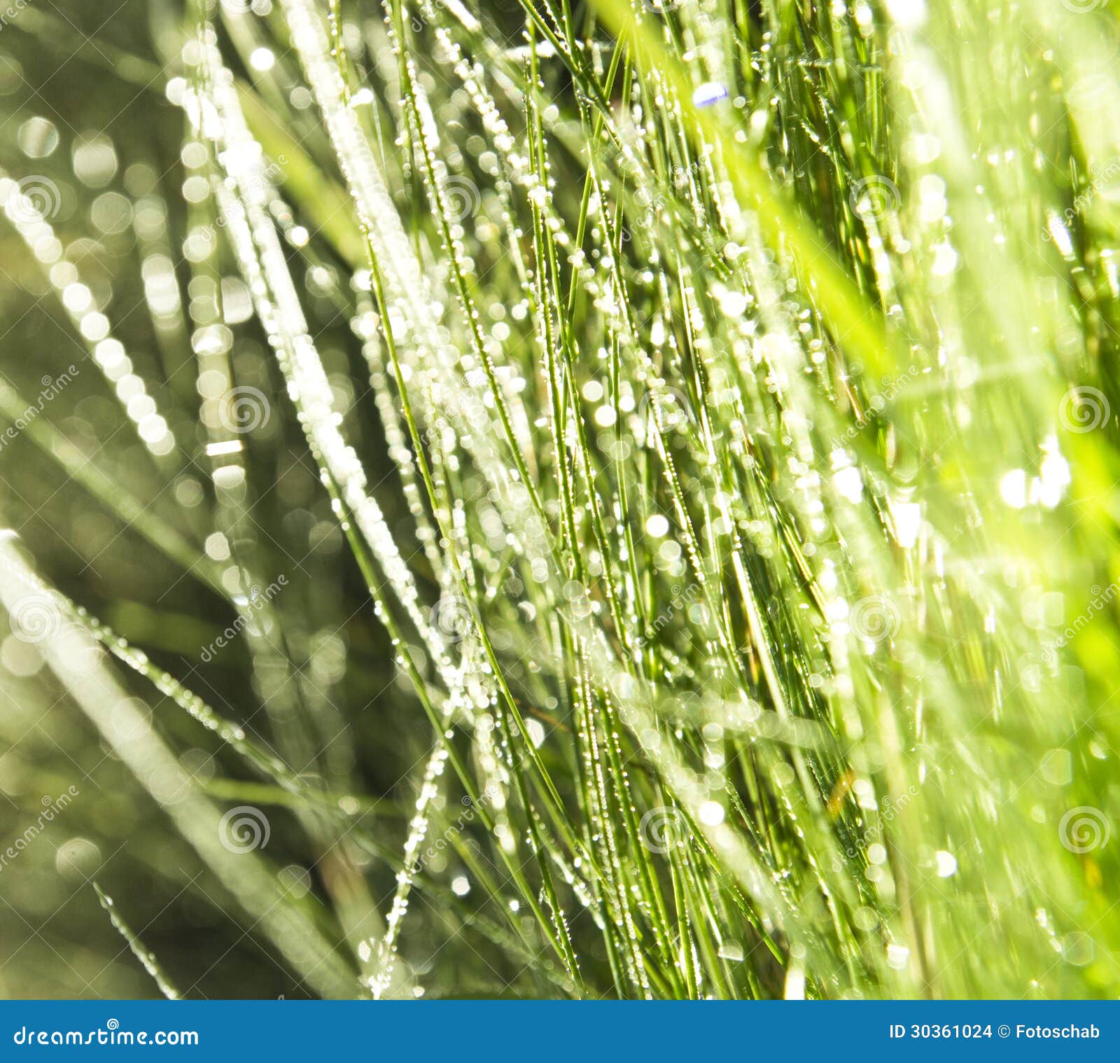 Spring dewy grass stock photo. Image of plant, grassy - 30361024