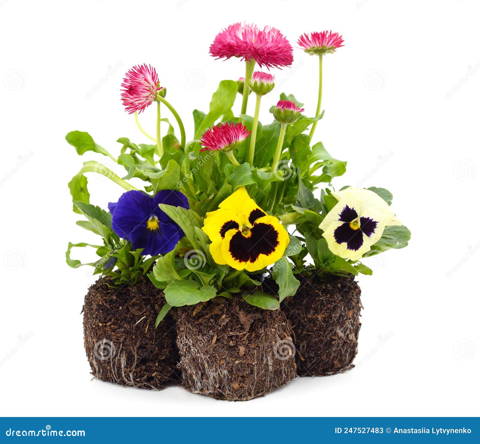 Spring Different Flowers in the Ground Stock Image - Image of purple ...
