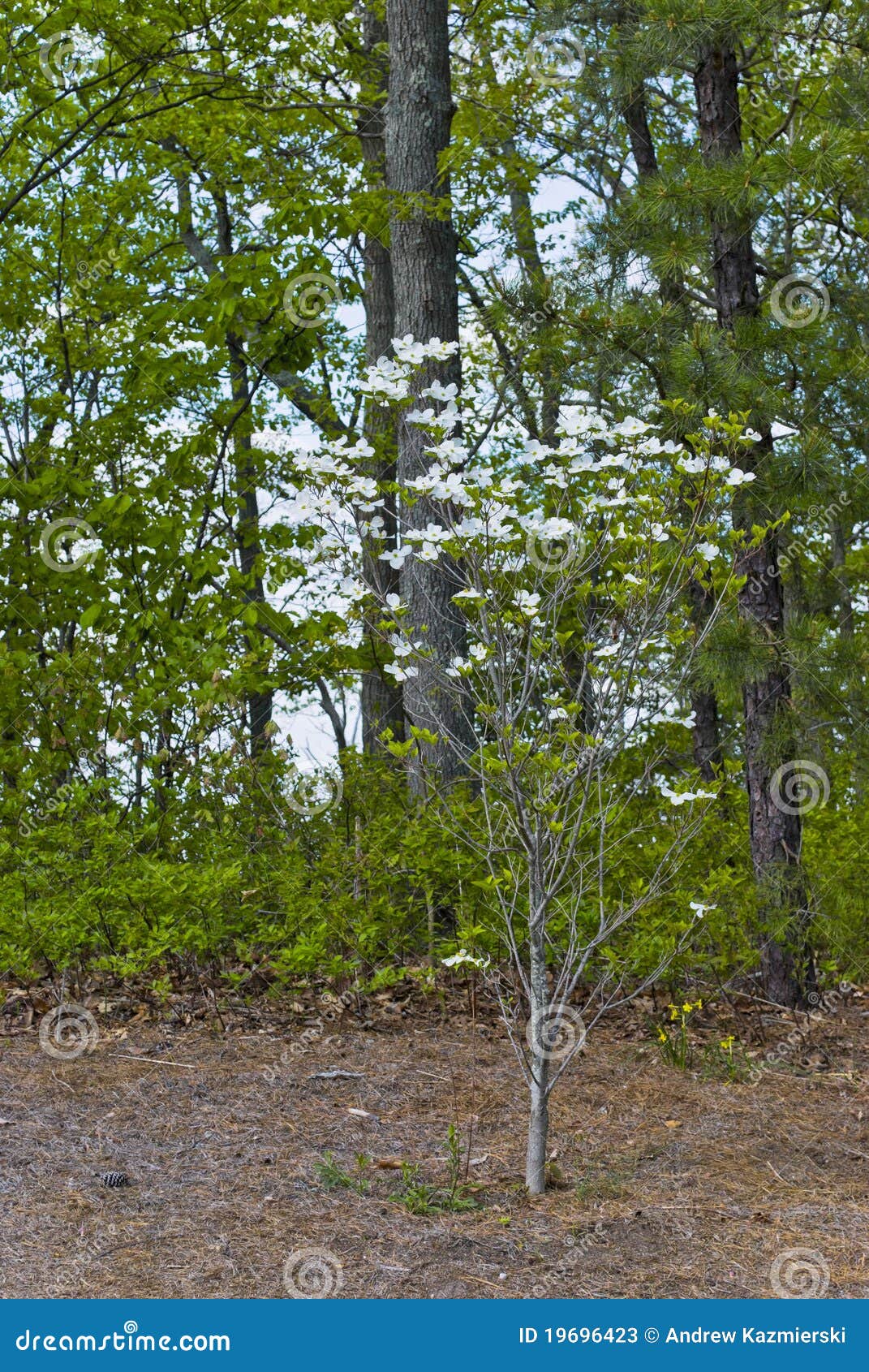 Spring Dogwood stock image. Image of landscape, nature - 19696423