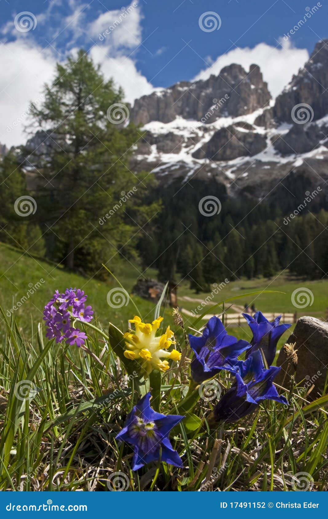 Spring in Dolomites stock photo. Image of farinosa, spring - 17491152