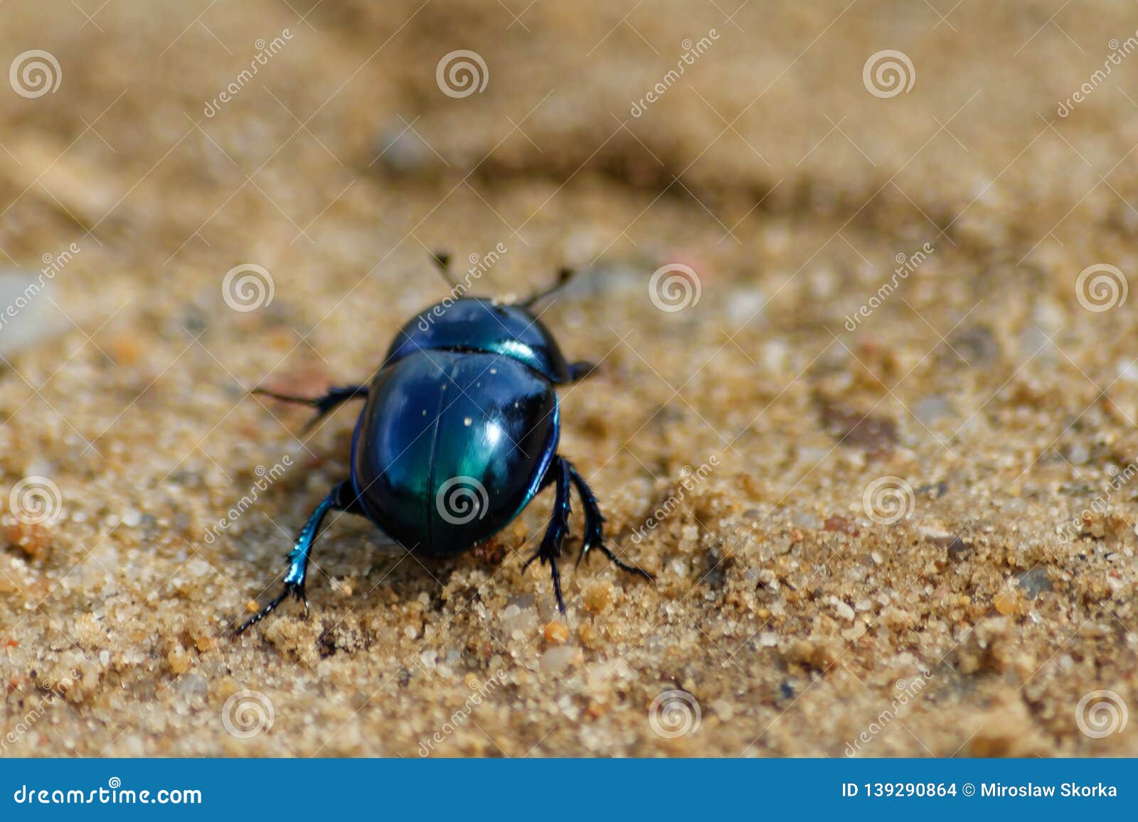 Spring dor beetle 5 stock photo. Image of blue, large - 139290864