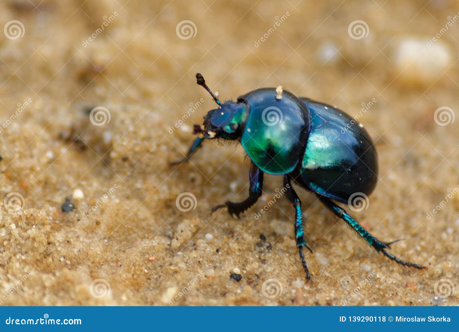 Spring dor beetle 1 stock photo. Image of lively, discovery - 139290118
