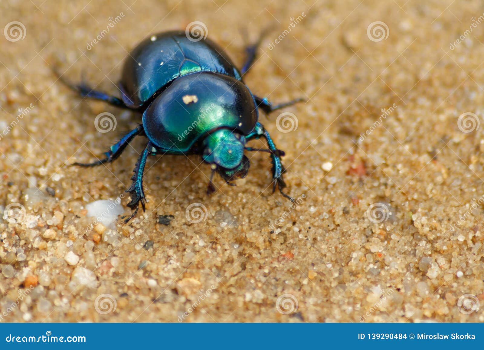 Spring dor beetle 2 stock photo. Image of beach, discovery - 139290484