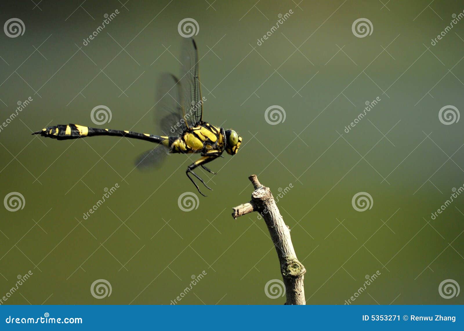Spring Dragonflies (Gomphidia Confluens Selys) Stock Image - Image of ...