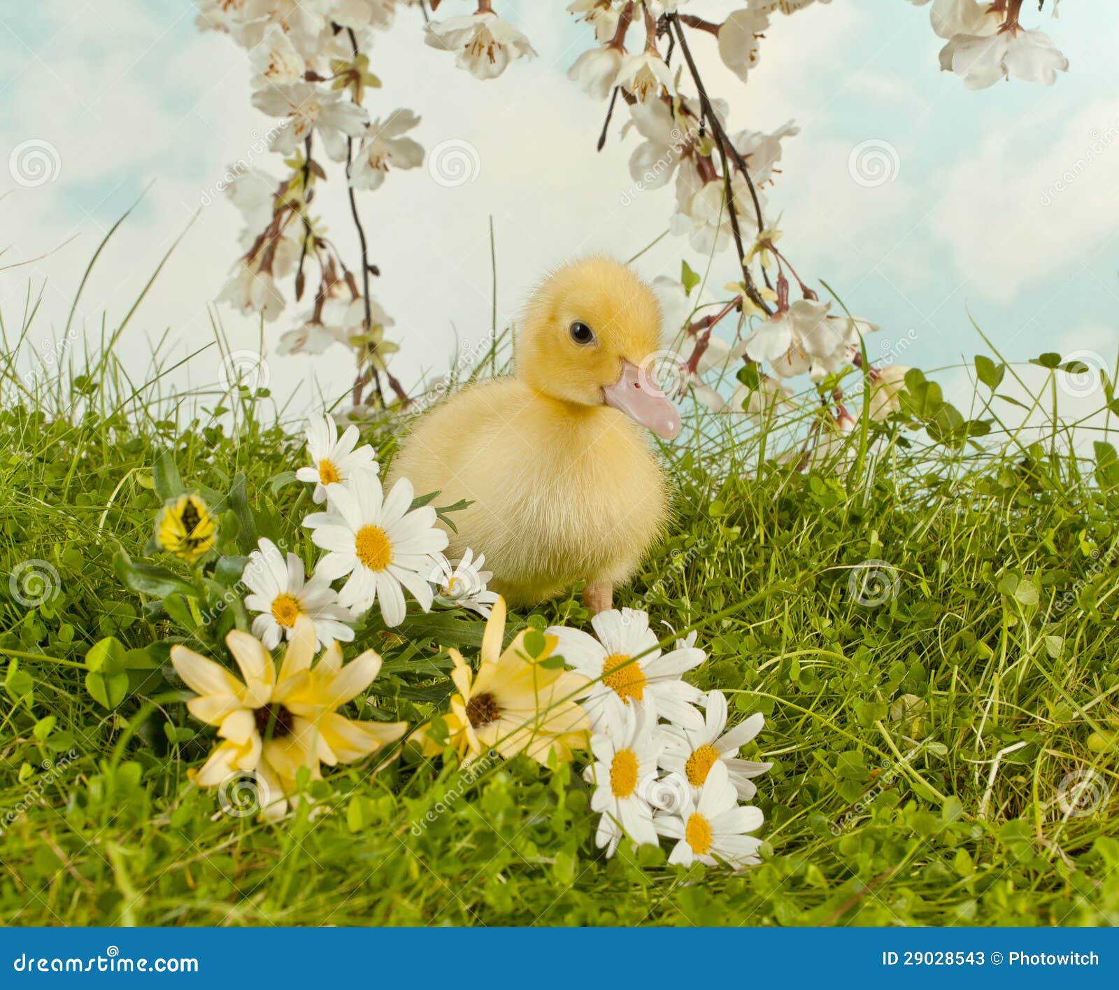 Spring duckling stock image. Image of hatch, animal, outside - 29028543