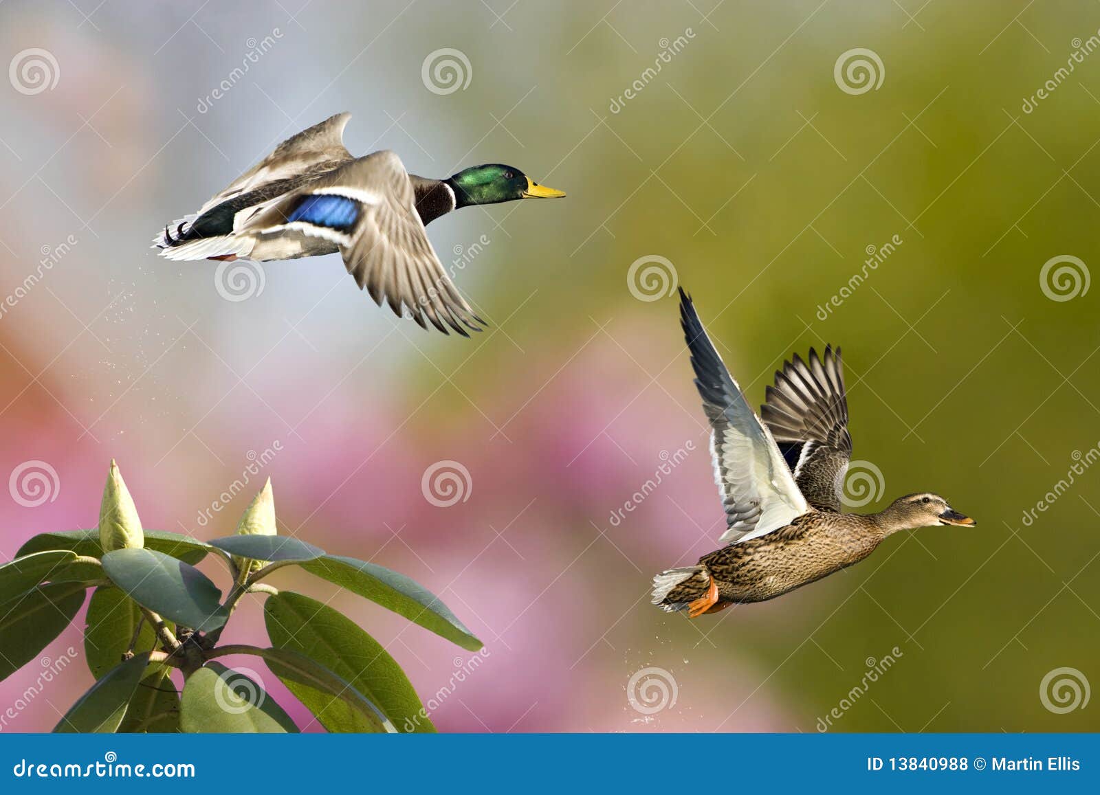 Spring Ducks in Flight stock photo. Image of habitat - 13840988