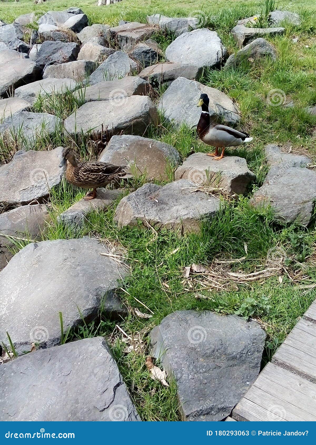 Spring Ducks in park stock image. Image of wildlife - 180293063