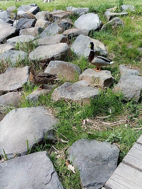 Spring Ducks in park stock image. Image of wildlife - 180293063