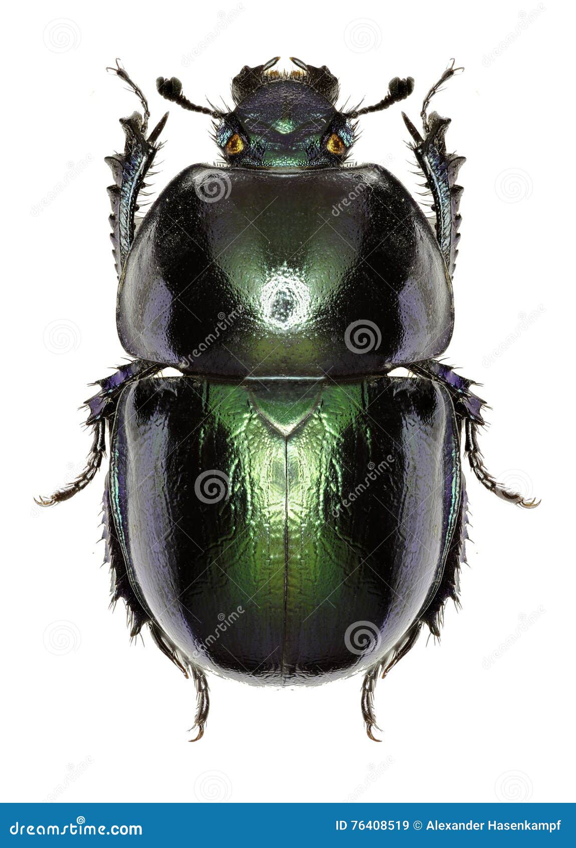 Spring Dumbledore on White Background Stock Image - Image of wildlife ...