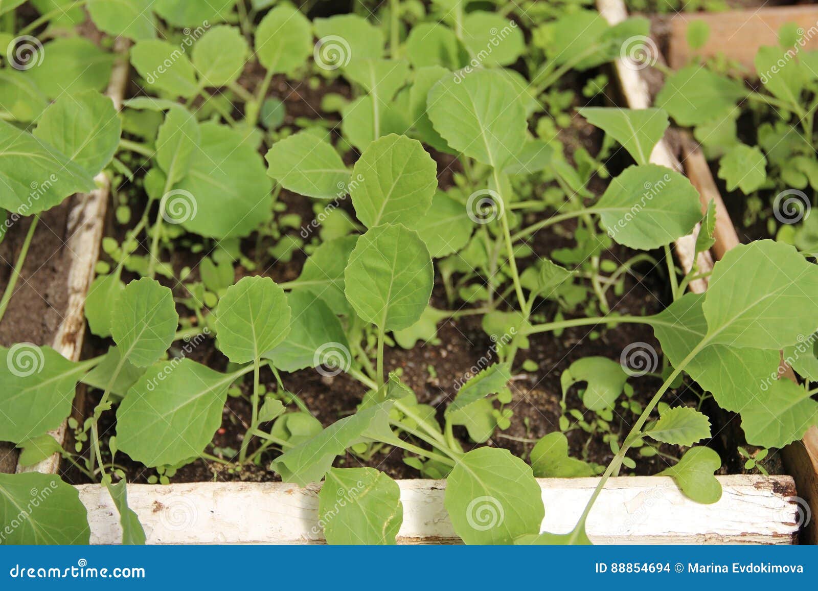 Spring Early Cabbage Seedlings Grown from Seed in Boxes. Stock Photo ...