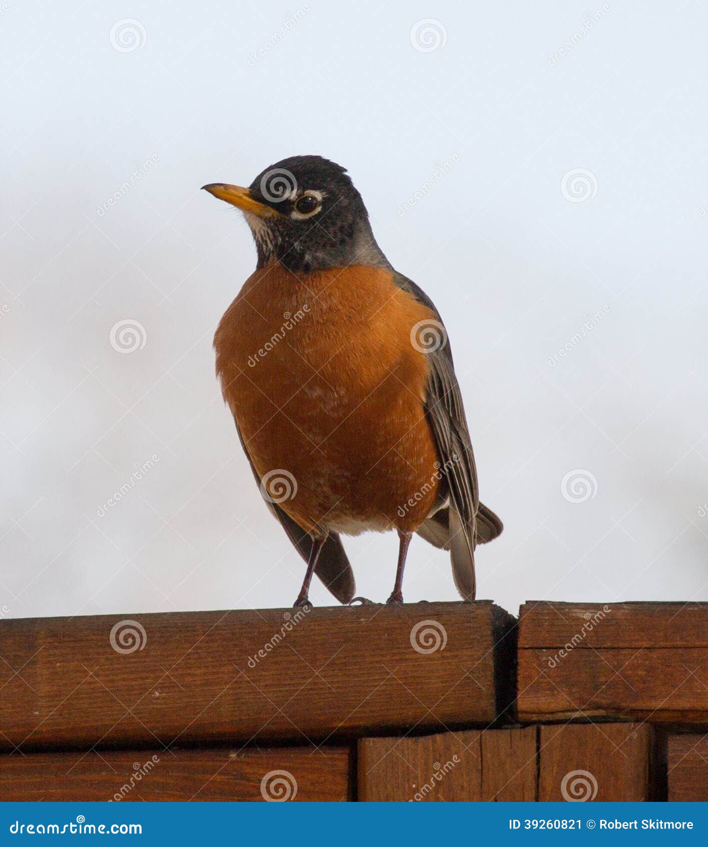 Is it Spring yet? stock image. Image of spring, intelligent - 39260821