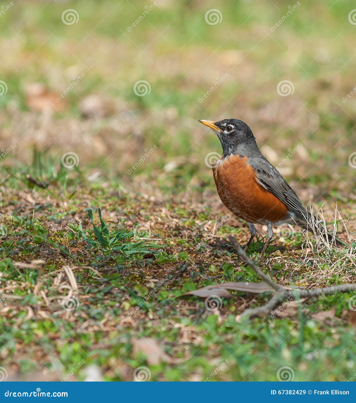Spring Easter Robin stock image. Image of yard, easter - 67382429