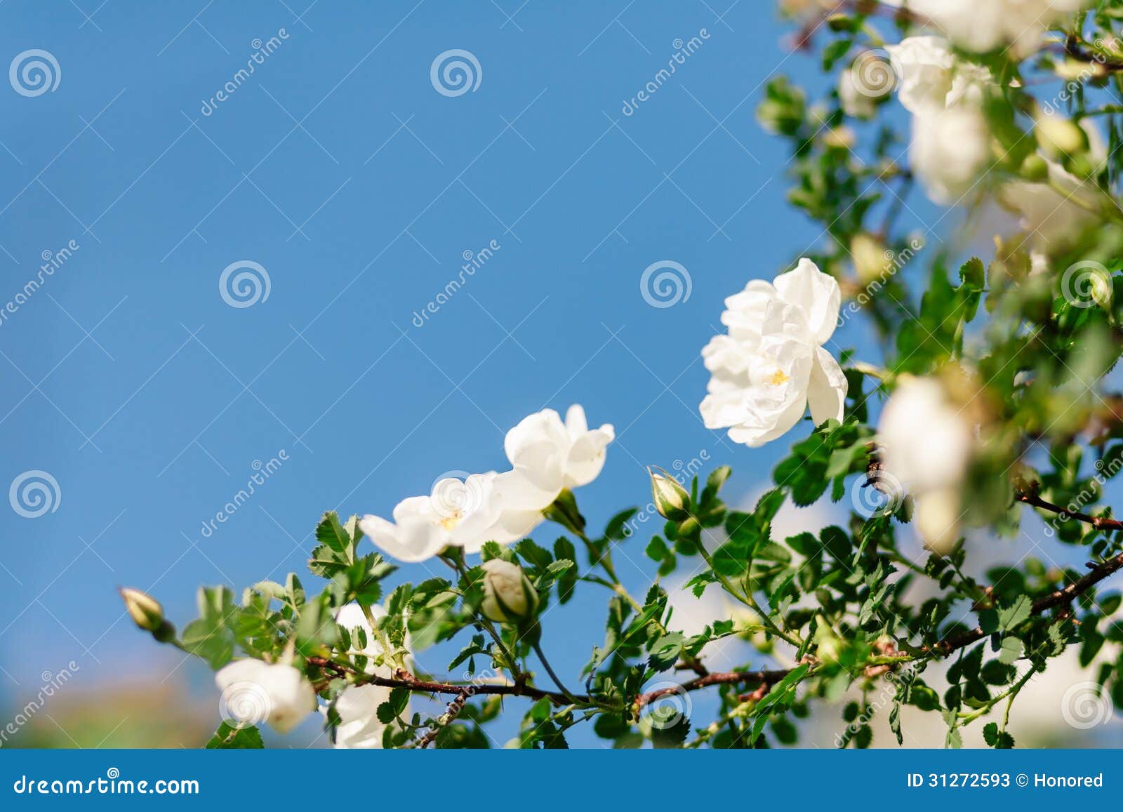 Spring eglantine bloom stock image. Image of plant, petal - 31272593