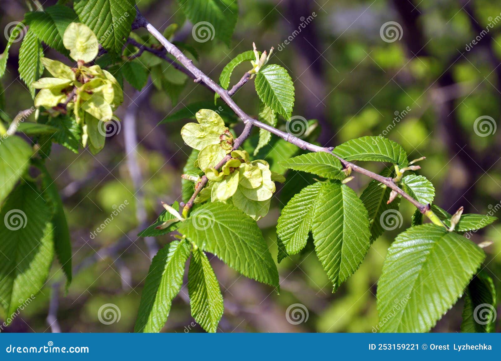 Elm grows in nature stock image. Image of leaf, nature - 253159221