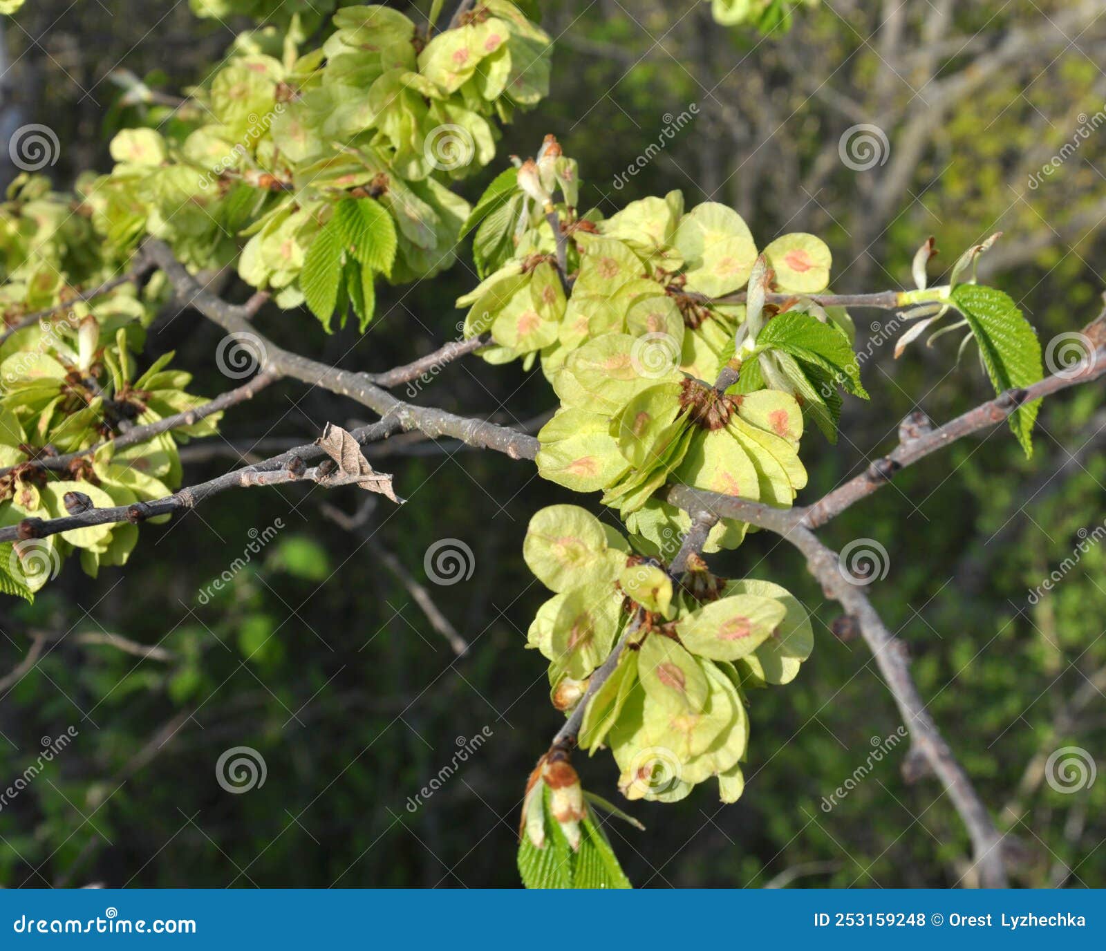 Elm grows in nature stock photo. Image of blossom, fruit - 253159248
