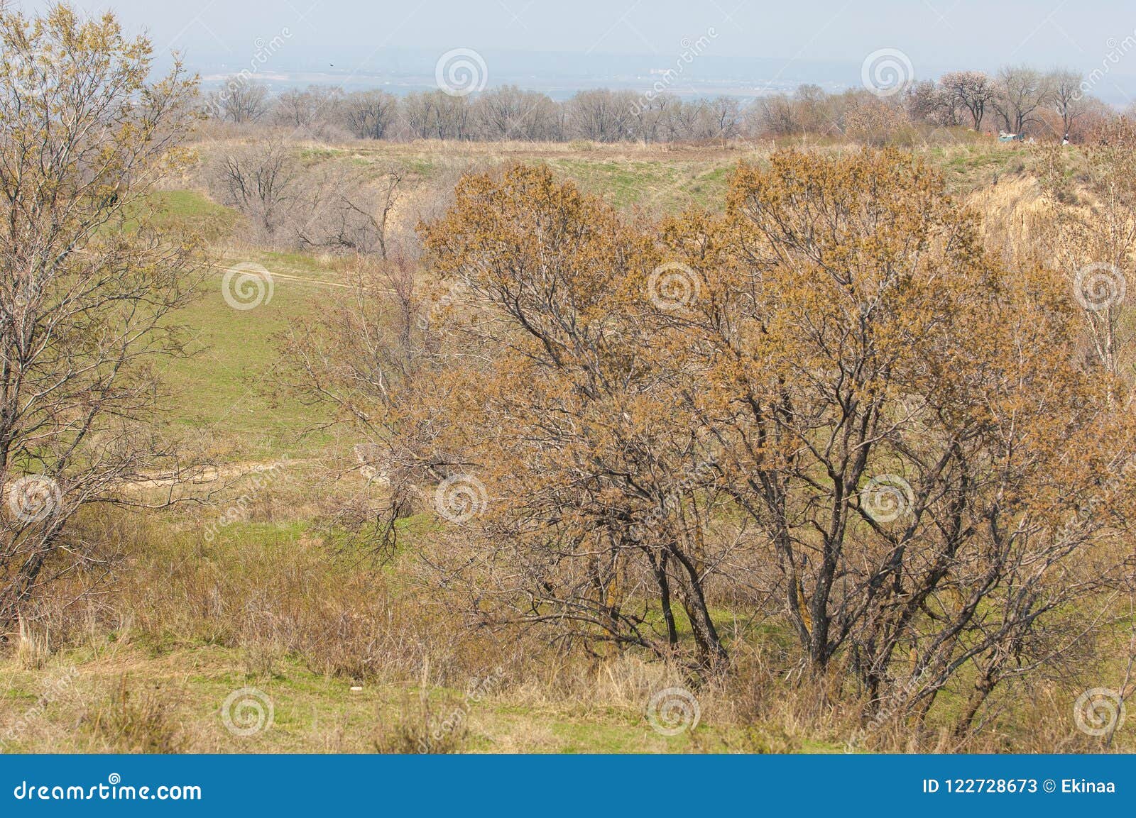 Spring elm stock image. Image of clean, branch, botany - 122728673