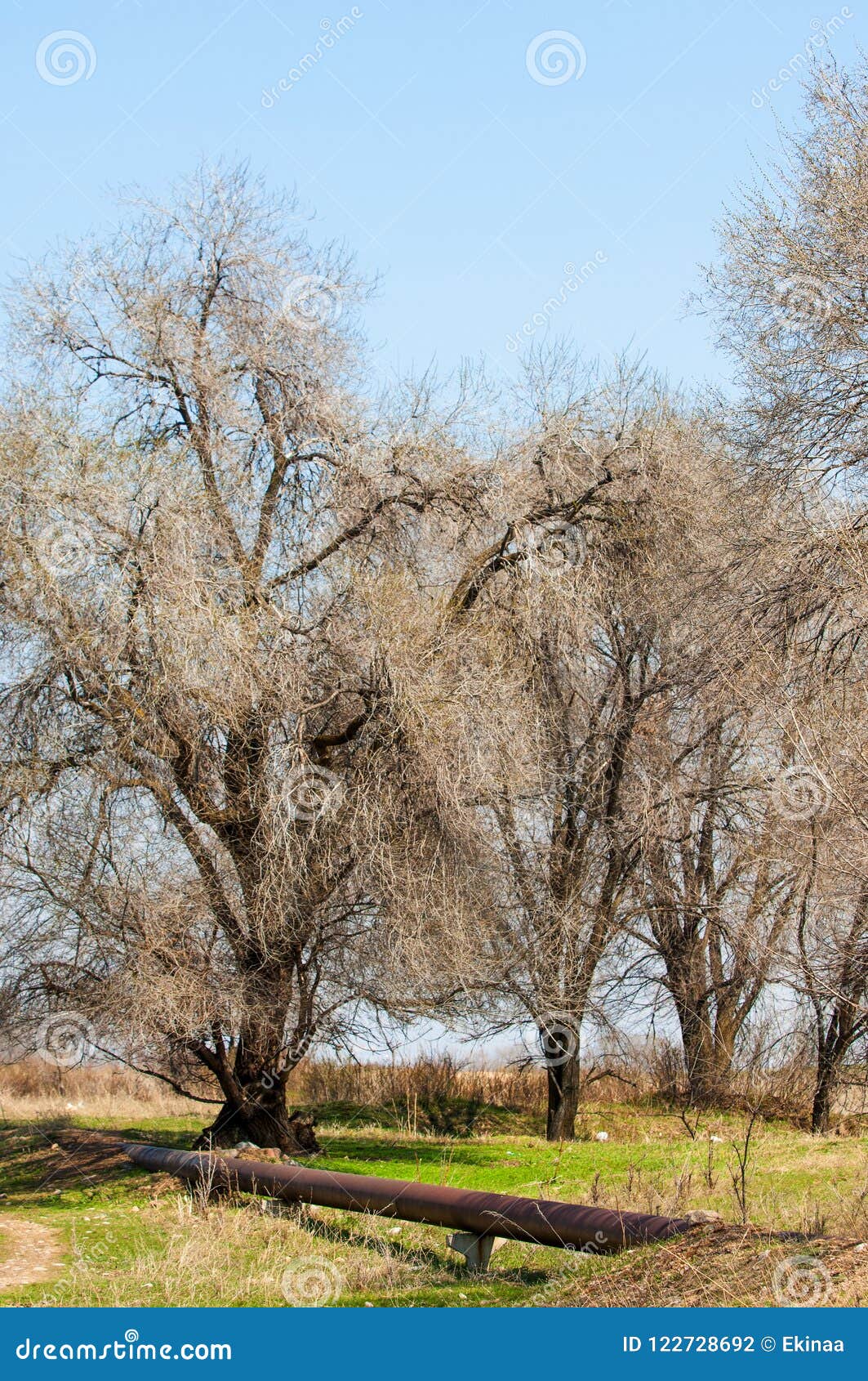 Spring elm stock photo. Image of leaves, background - 122728692