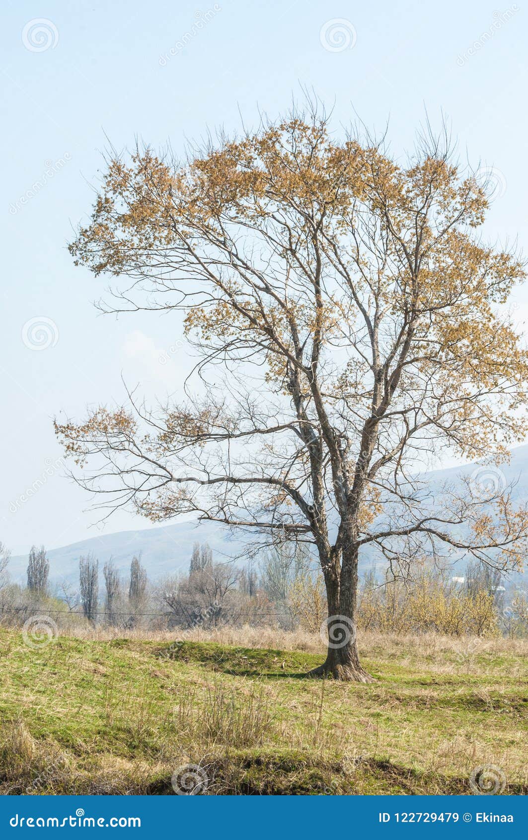 Spring elm stock image. Image of growing, isolated, beautiful - 122729479