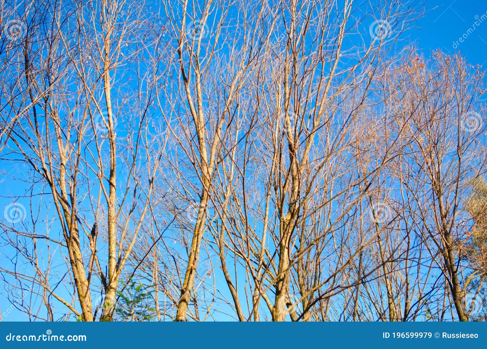 Spring empty trees stock image. Image of color, park - 196599979