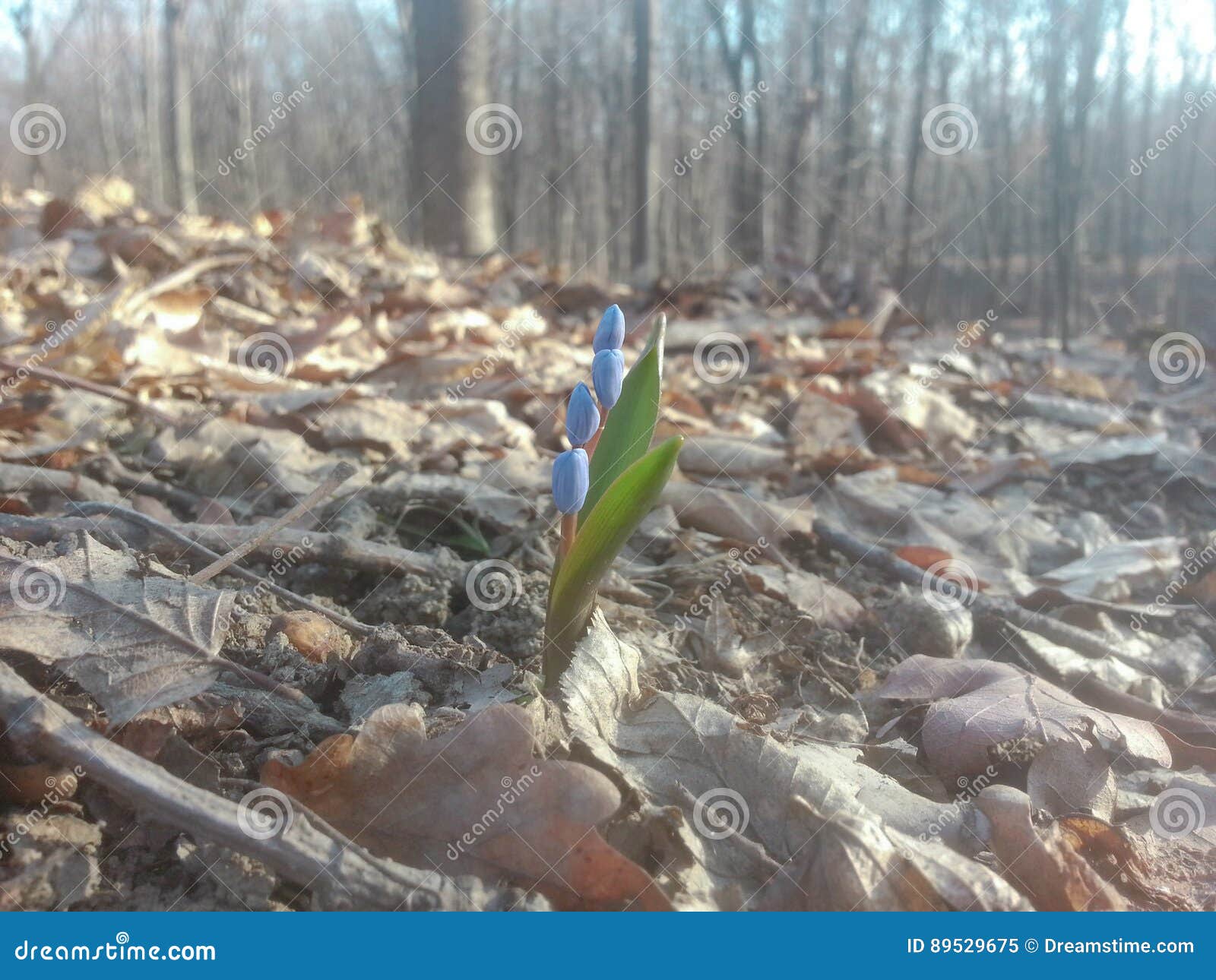Spring energy stock image. Image of blue, nature, forest - 89529675