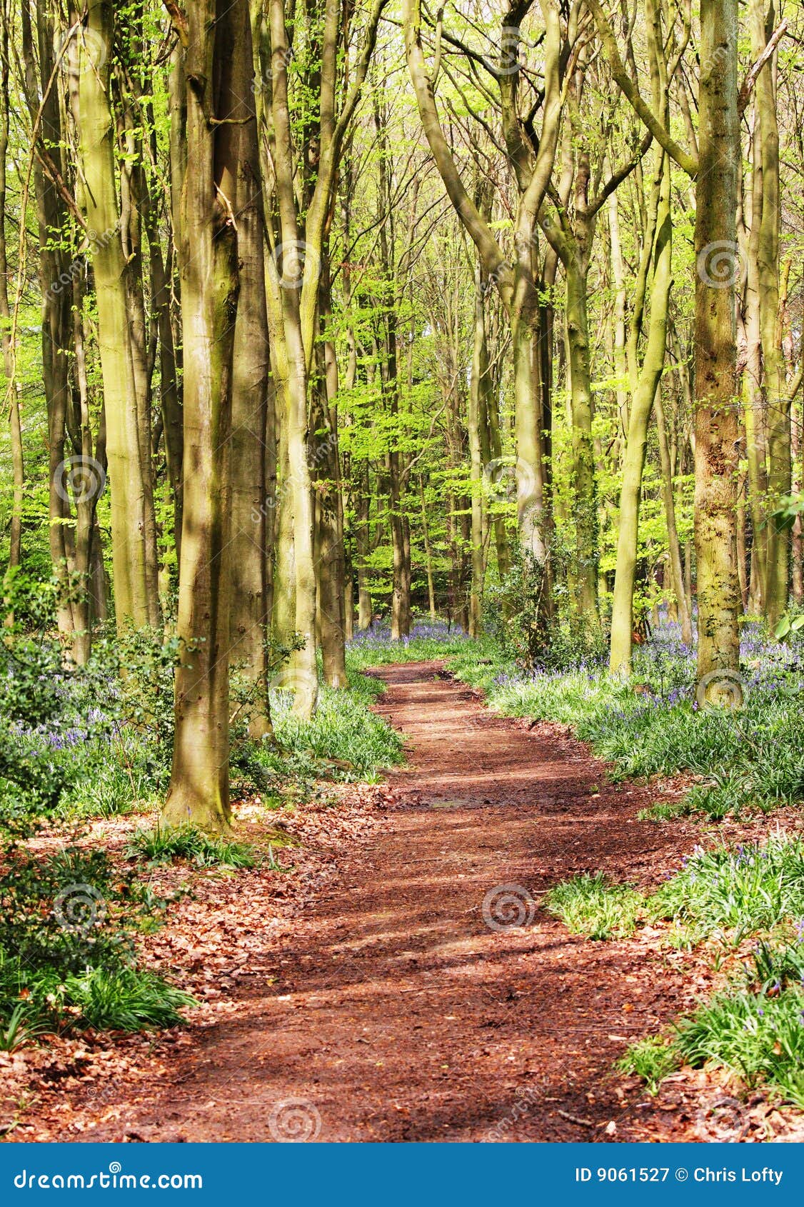 Spring in an English Wood stock image. Image of seasons - 9061527