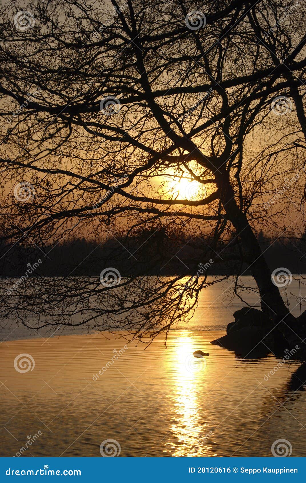 Spring evening stock photo. Image of light, silhuette - 28120616