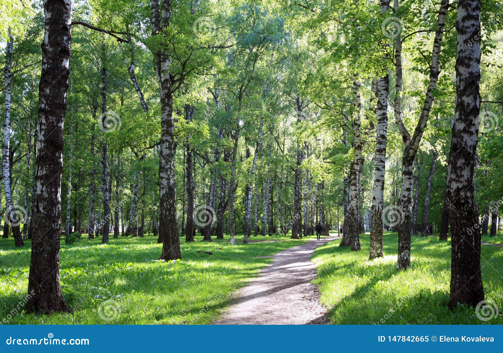 Spring Evening Birch Alley in Sunlight Stock Image - Image of light ...