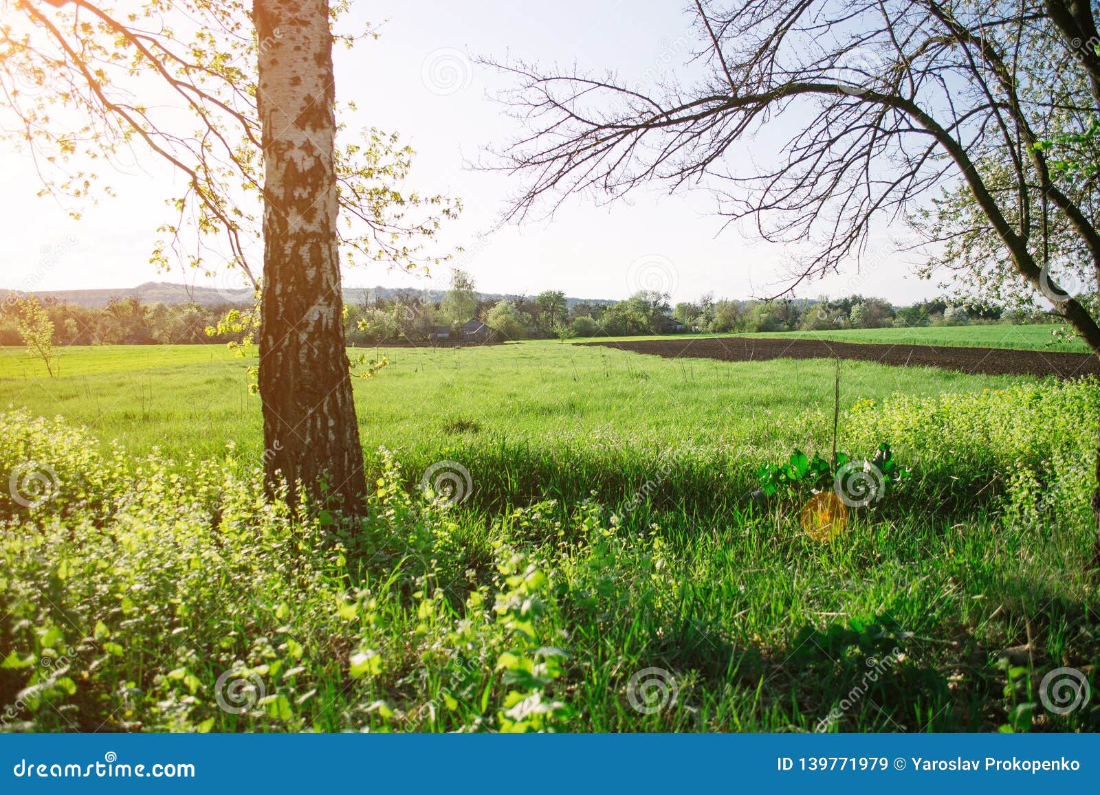 Spring Evening Landscape on the Field in the Rays of the Evening Sun ...