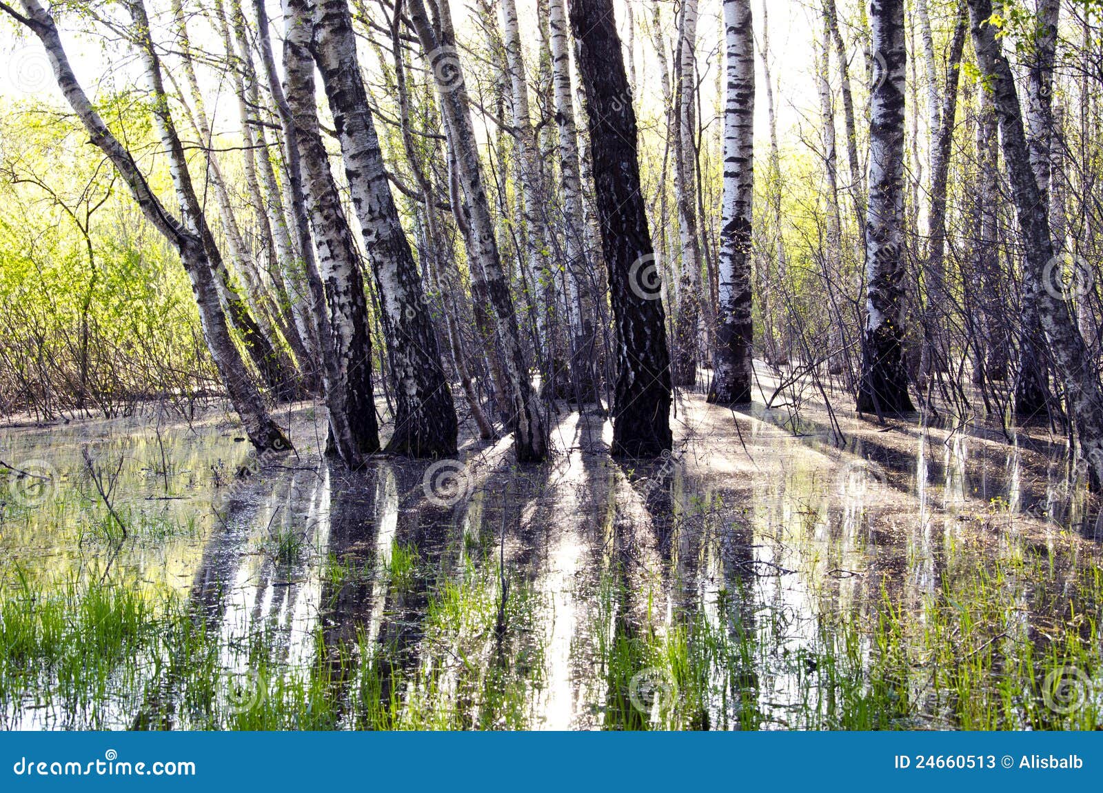 Spring Evening Light in the Forest Stock Image - Image of bright, leaf ...