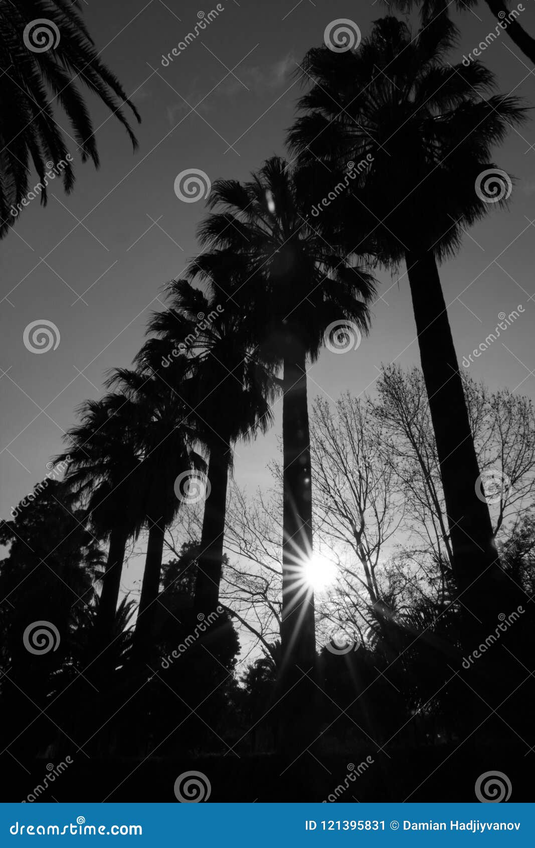 Spring Evening Sun Diffraction between Palms Stock Image - Image of ...