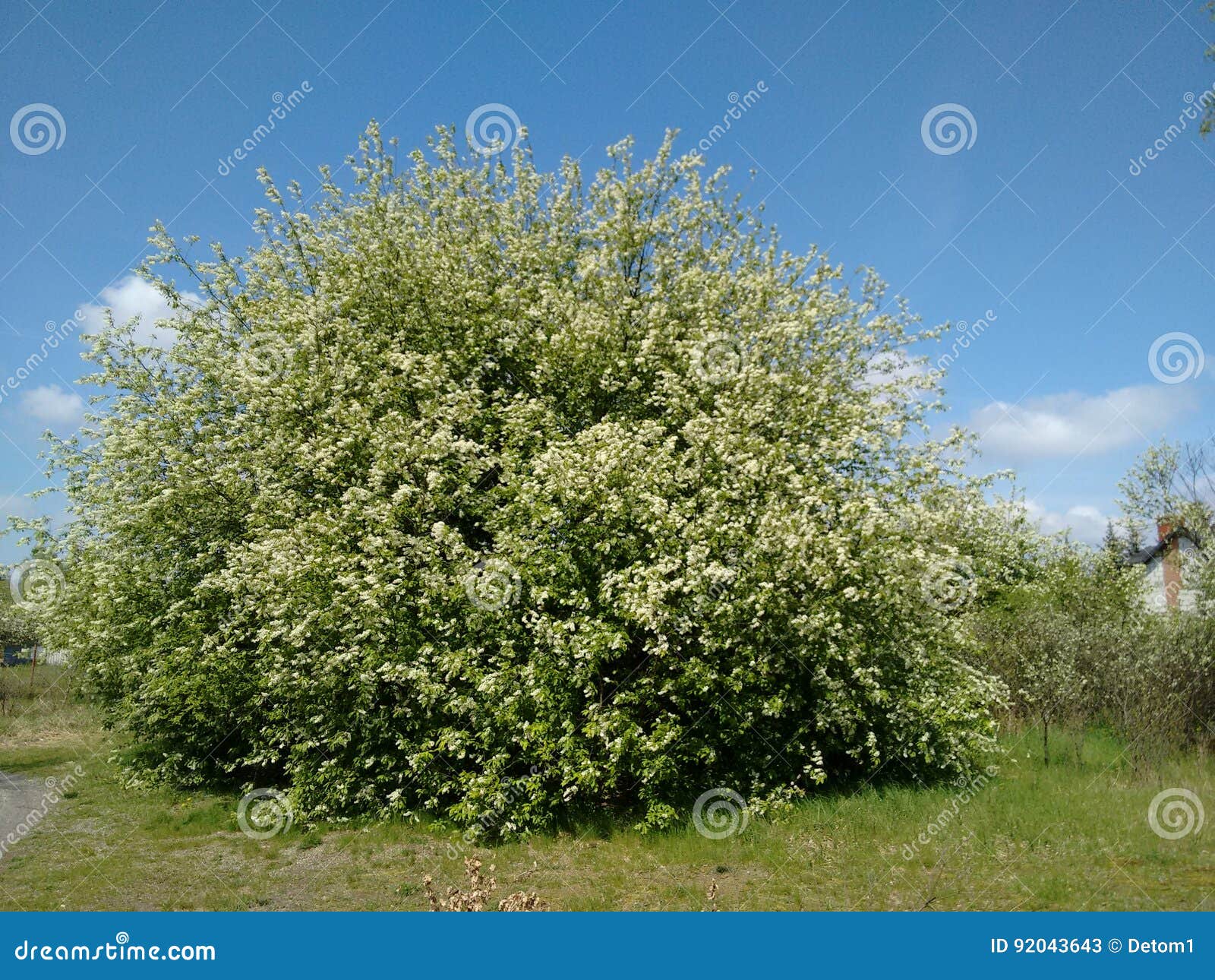 Spring Explosion of Flowers on the Bush Stock Image - Image of flower ...
