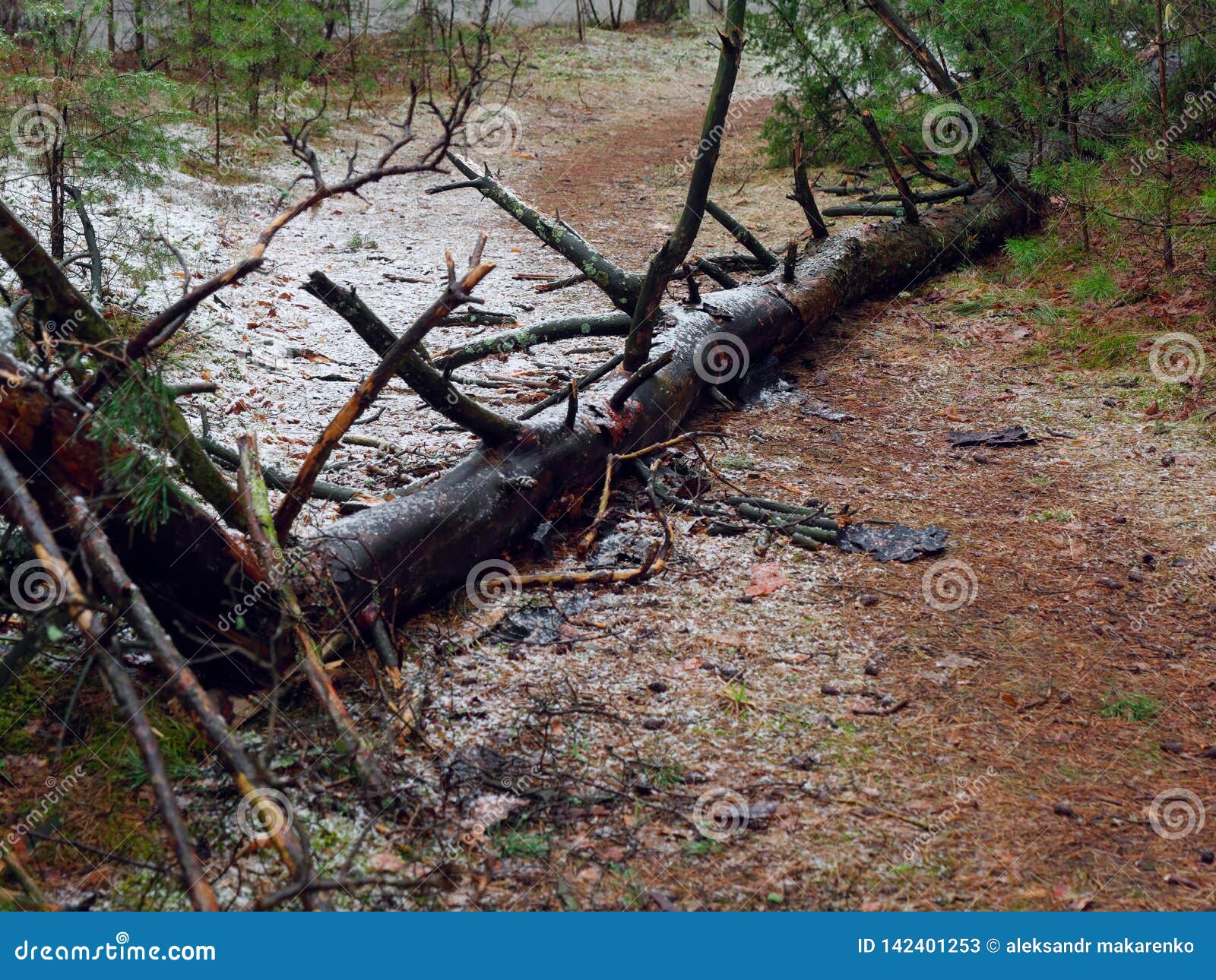 Spring. Fallen Tree on the Road in the Forest Stock Image - Image of ...