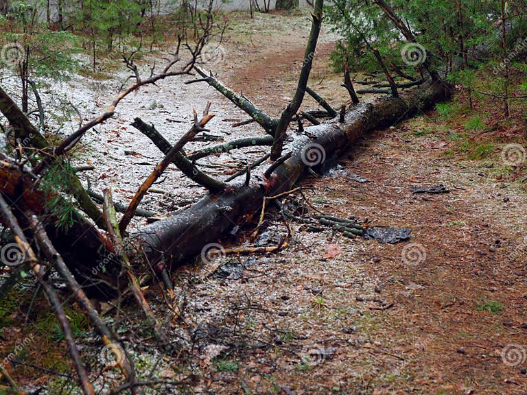 Spring. Fallen Tree on the Road in the Forest Stock Image - Image of ...