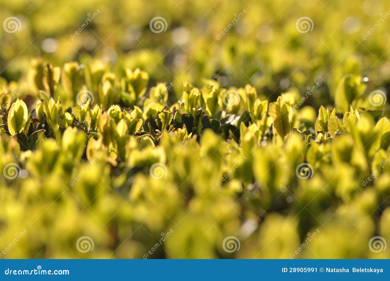 Spring Fantasy stock image. Image of juicy, green, grow - 28905991