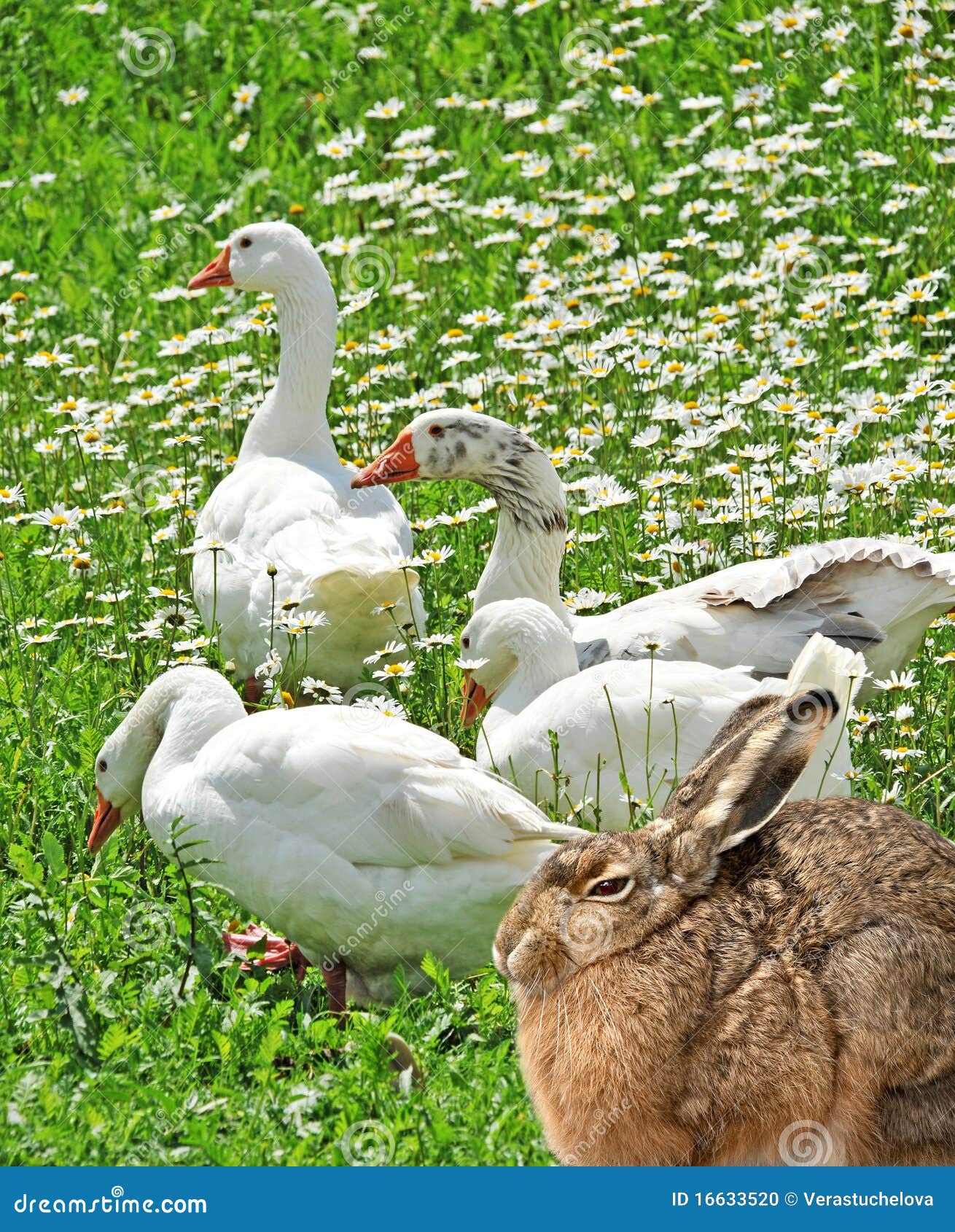 Spring farm animals stock photo. Image of cape, life - 16633520