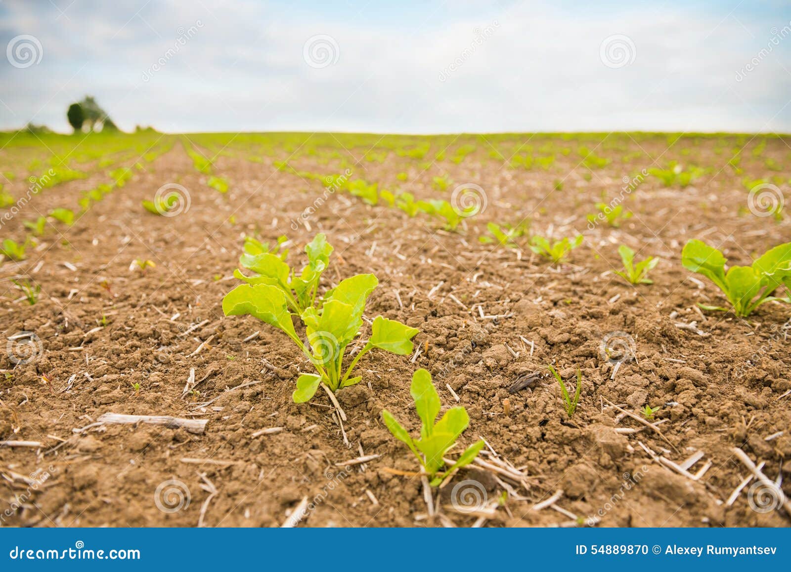 Spring farm beet stock photo. Image of fields, hills - 54889870